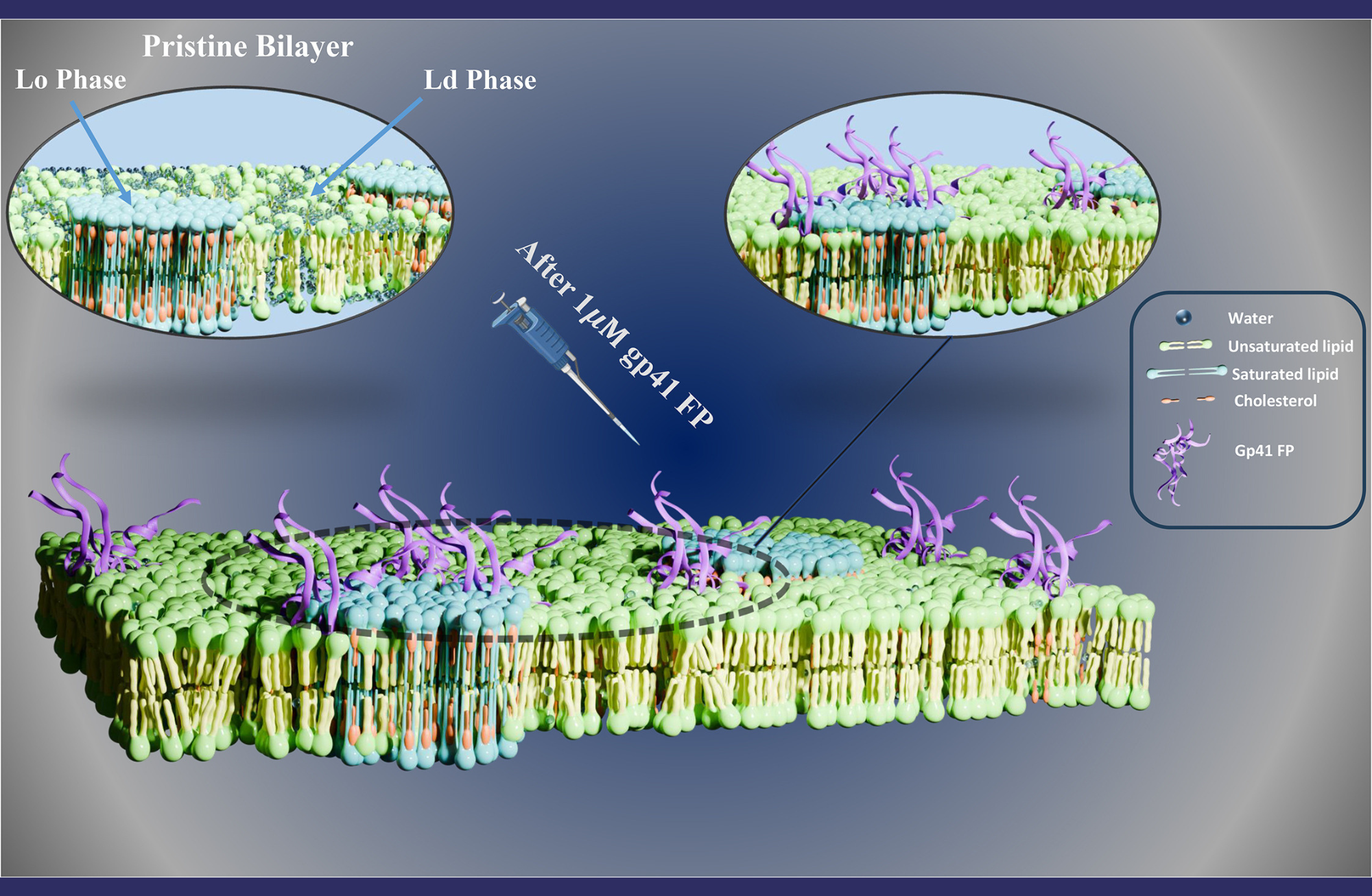 Dehydration at the Membrane Interface | ISIS