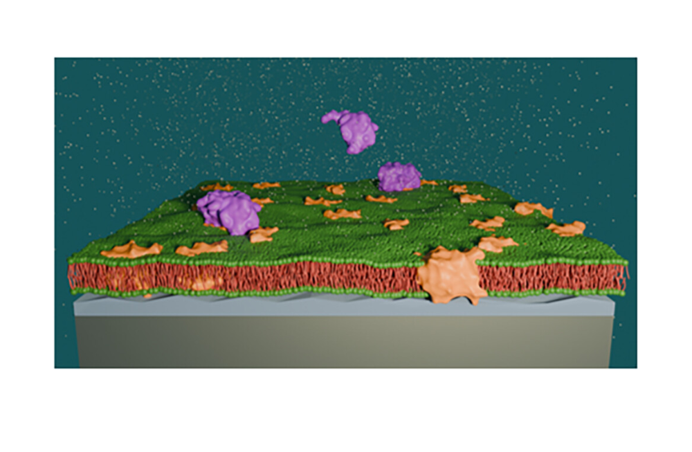 Neutron reflectometry reveals how cancer cells can avoid programmed ...